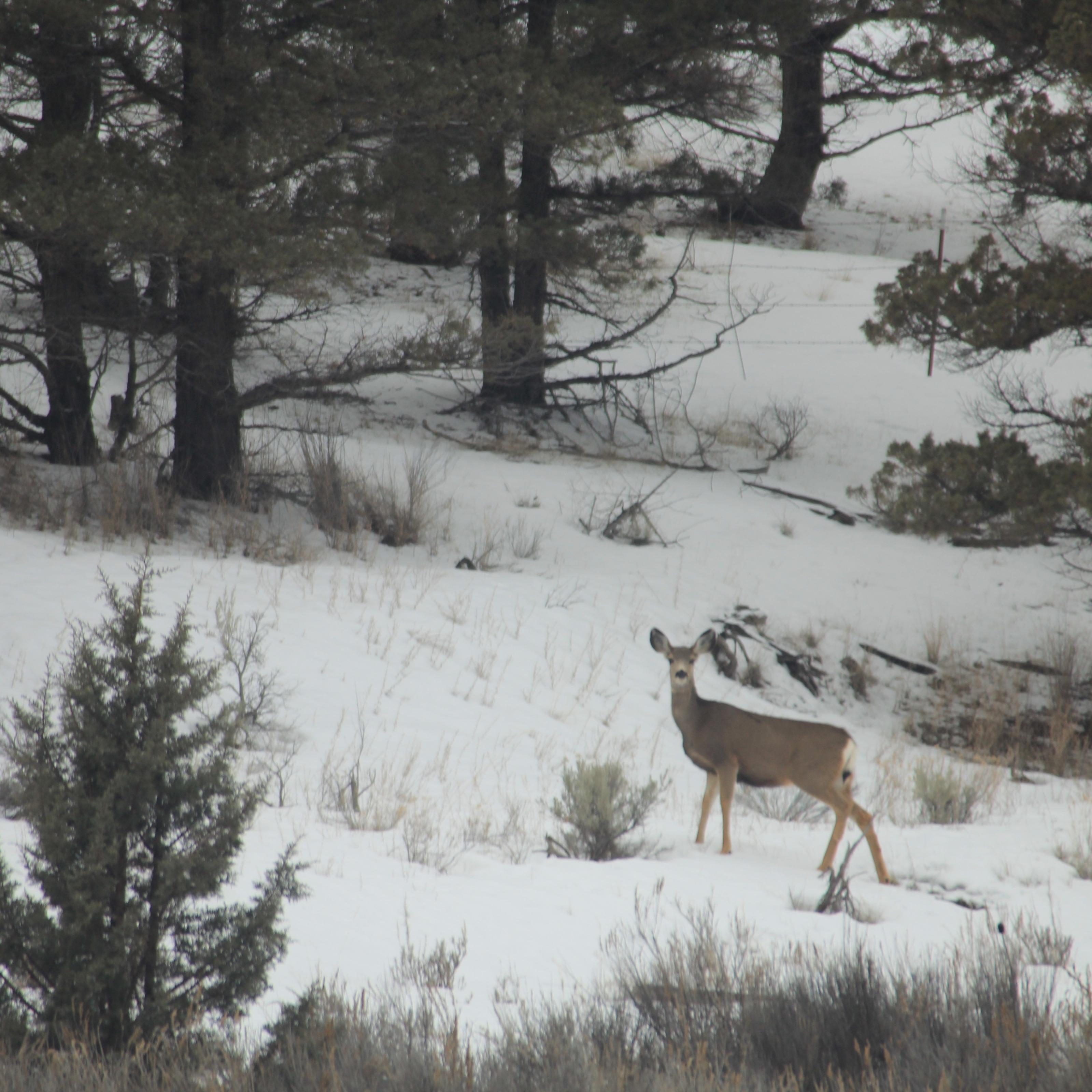 Mood of Winter | Music by Jason Steiner | Listen on audio.com