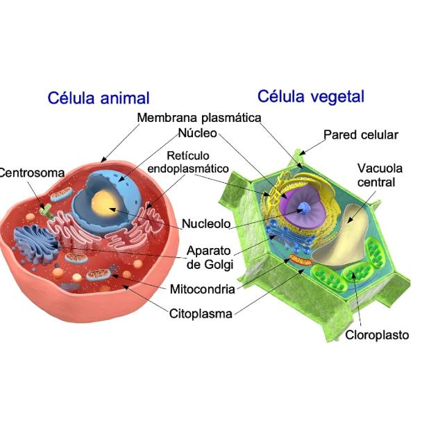 Download Identificando funcion de los organelos celular y clasificacion ...