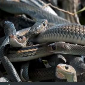 In hierdie bange nag van nagmerriedrome L Faul Boerneef 1 | Music by ...