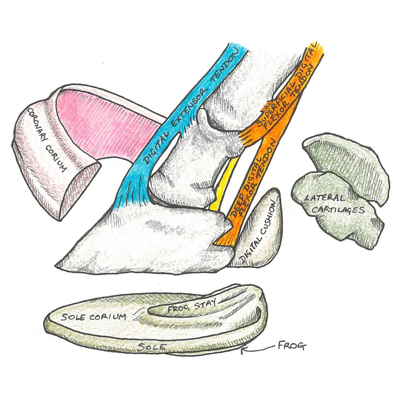 Download OVER THE ANVIL MC 081023 by scientific horseshoeing ltd ...