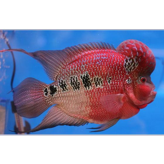 Red Devil Joey Griffiths | Music by Joseph Griffiths | Listen on audio.com