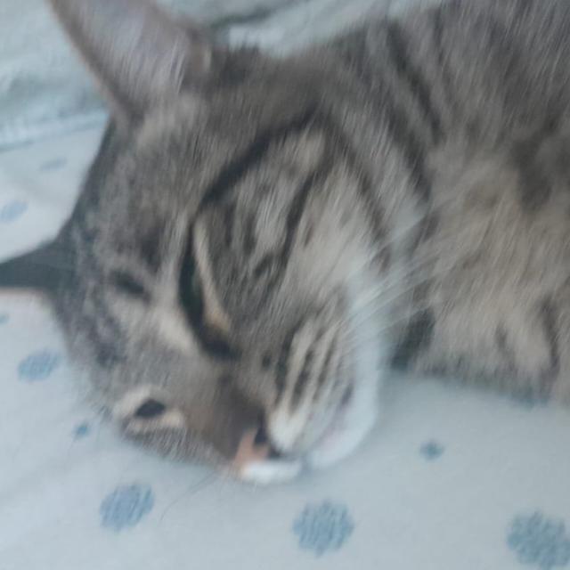 Download What Was I Made For? - Meow Version :) by Miguel Inácio ...