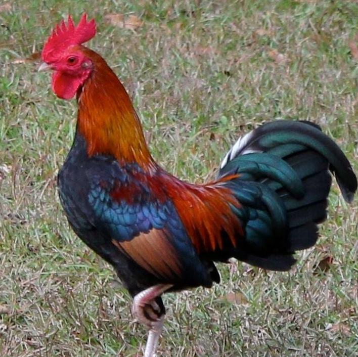 Die bloedrooi kapokhaan van Vandaan Boerneef Faul | Music by Lourens ...