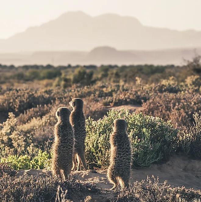 Krokop met peperkorrelbossietjies/ Karoo hill with pepperbushes | Music ...