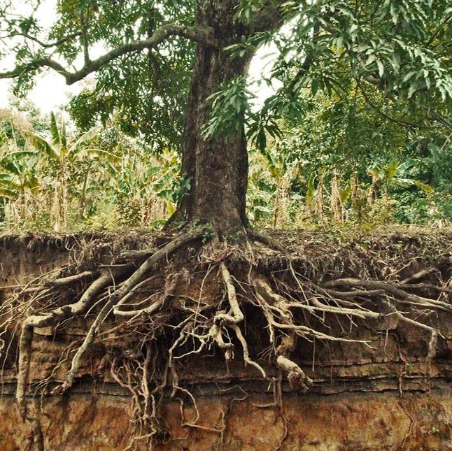 Download Alice Merton – No Roots by games_rule2 | Listen MP3 & WAV for ...