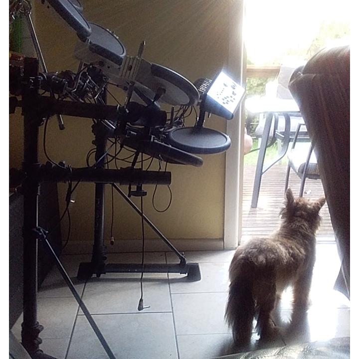 Coco Amor's big journey without me | Music by Dave Close | Listen on ...