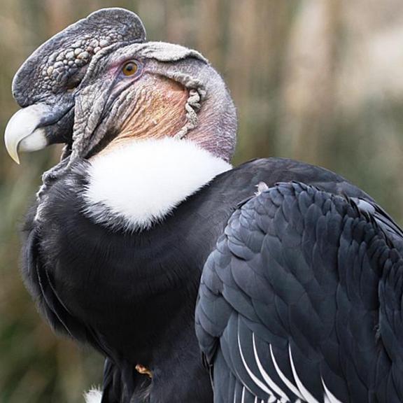 Download Audio del Condor Andino. HD_4UZwXMr8iiE by MARTHA LUCERO ...