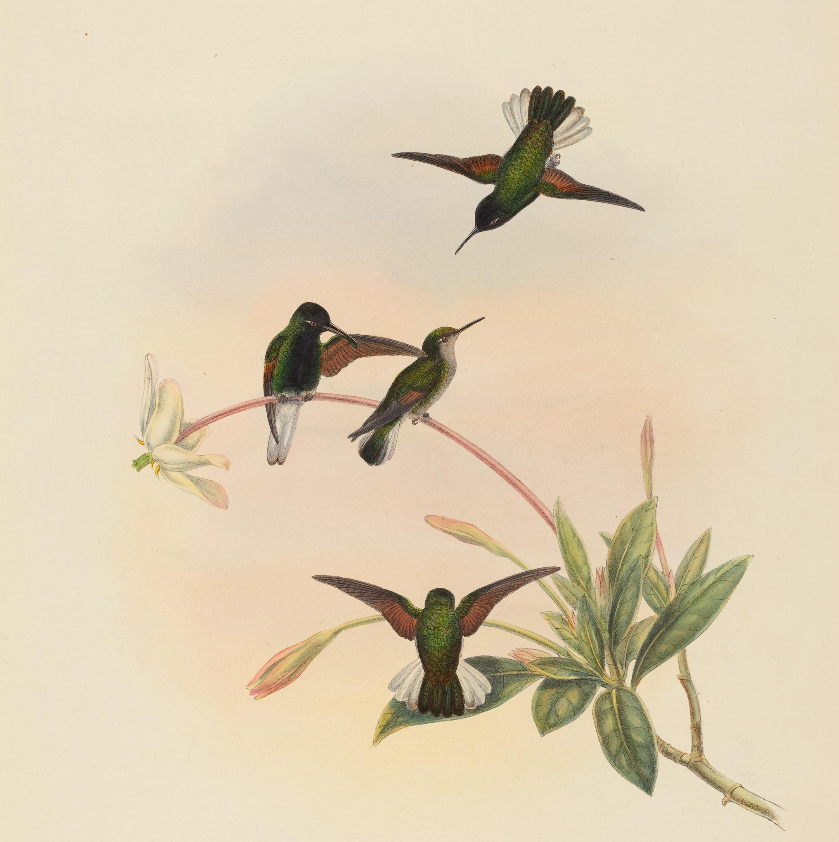 Prelude in A Major Op. 5 no. 8, "Hummingbirds" | Music by R.C. Shugart ...