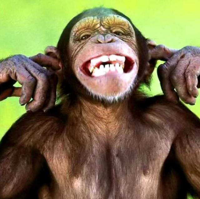 Download FREE MP3 & WAV Monkey Sounds by trodlito | Listen on audio.com