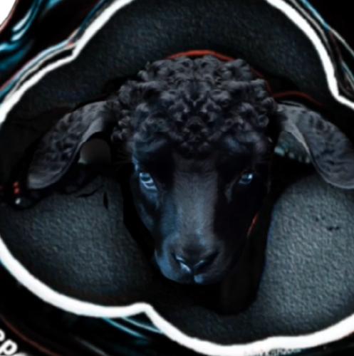 Austin Elmore (BLAKK SHEEP MEDIA GROUP) audio | Listen on audio.com